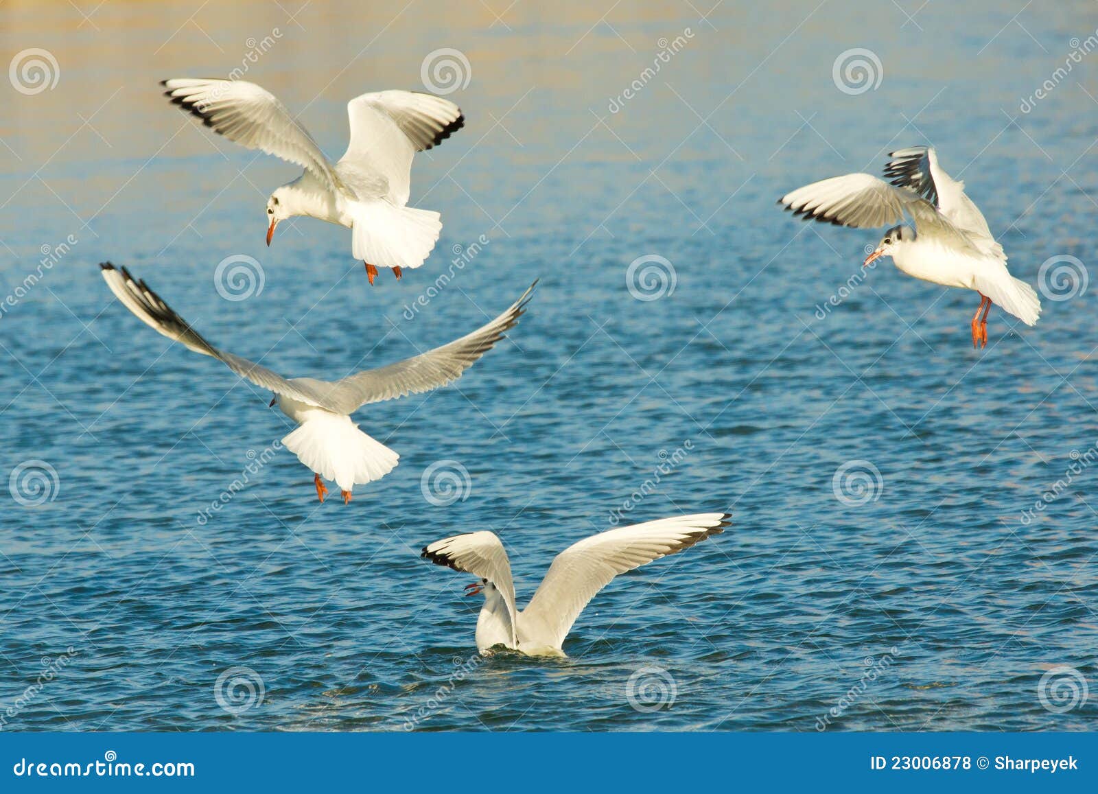 Gulls in flight stock photo. Image of animal, feather - 23006878
