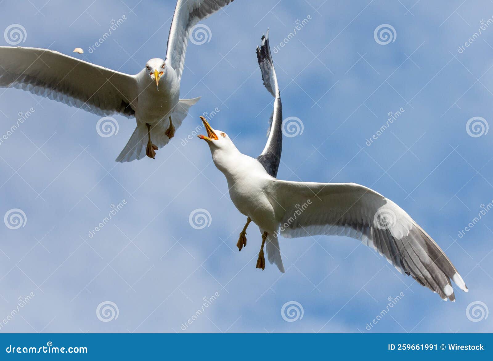 Gulls in Flight Fighting for Prey Stock Image - Image of white ...