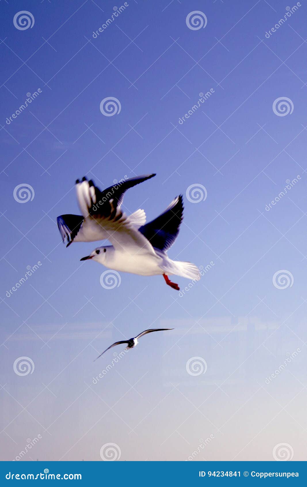 Gulls in Flight stock image. Image of inspire, soar, laridae - 94234841