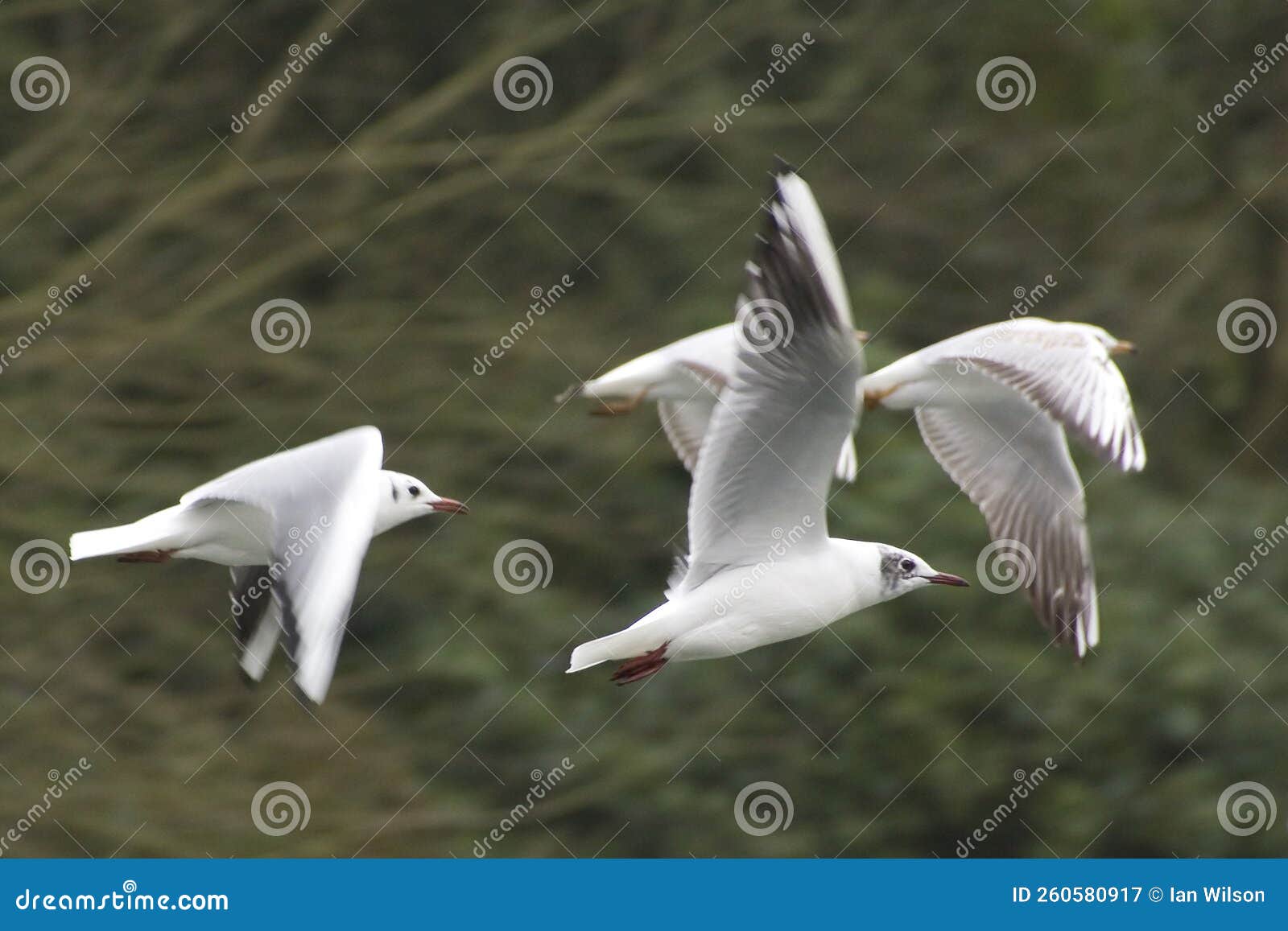 Gulls in flight stock image. Image of glide, bird, showing - 260580917