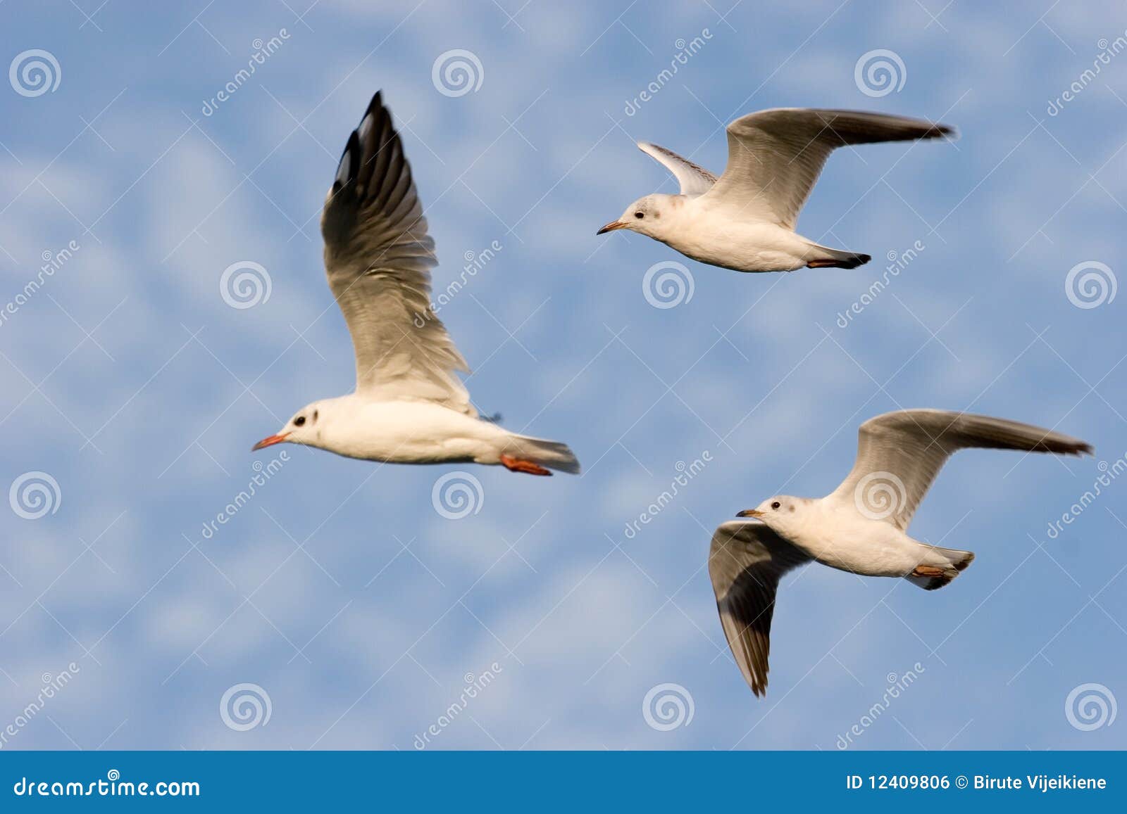 Gulls flying stock photo. Image of larus, common, animal - 12409806