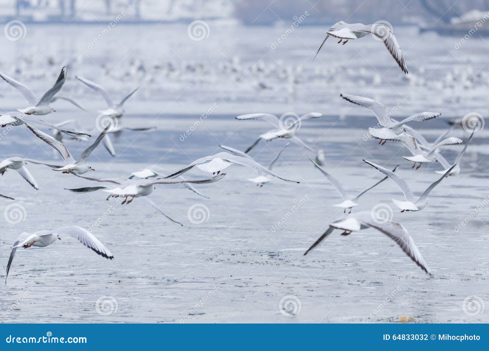 Gulls flying stock photo. Image of seagull, flight, lake - 64833032