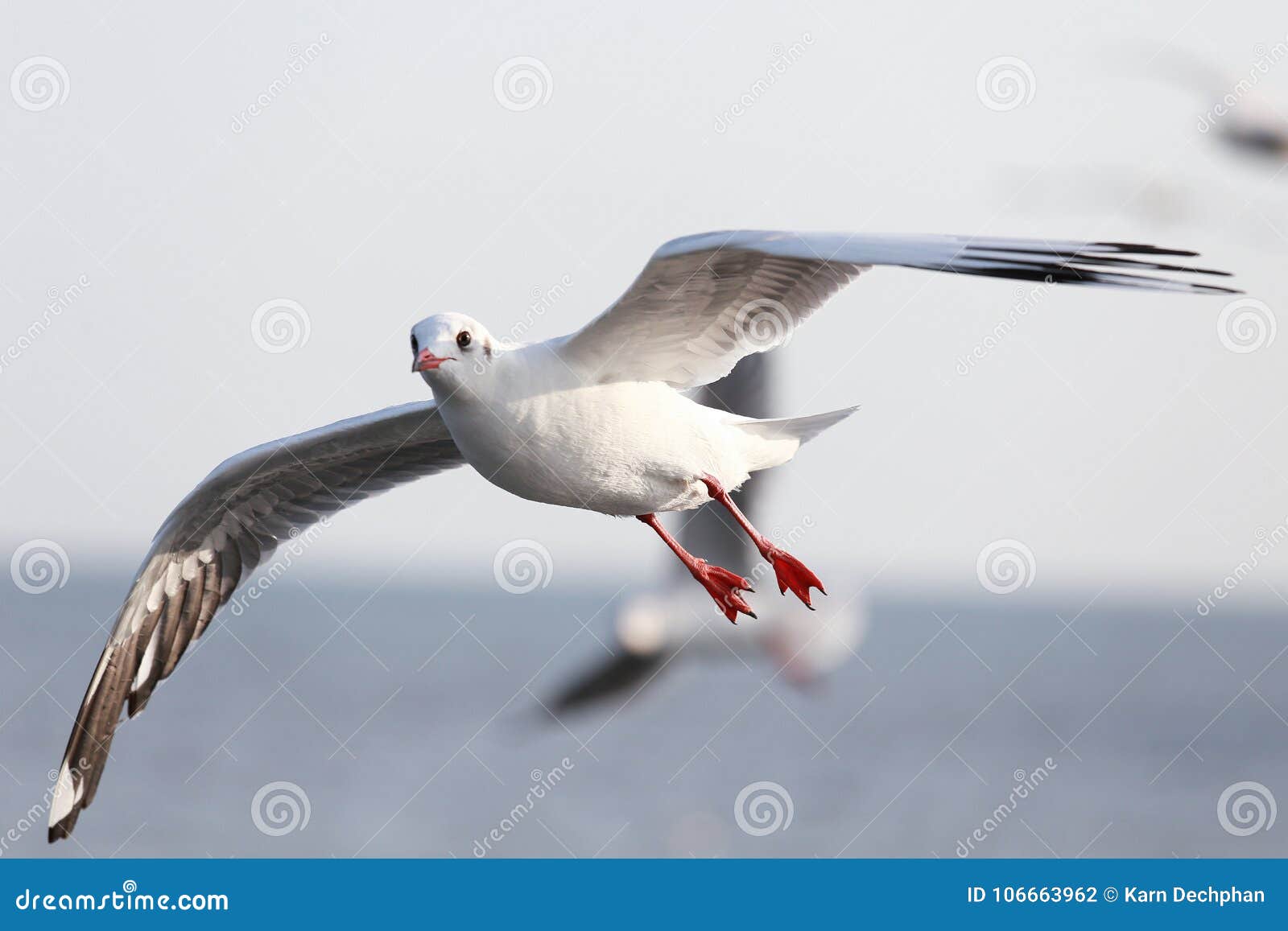 The Gulls is Flying. Seagulls Fly on the Sea Stock Photo - Image of ...
