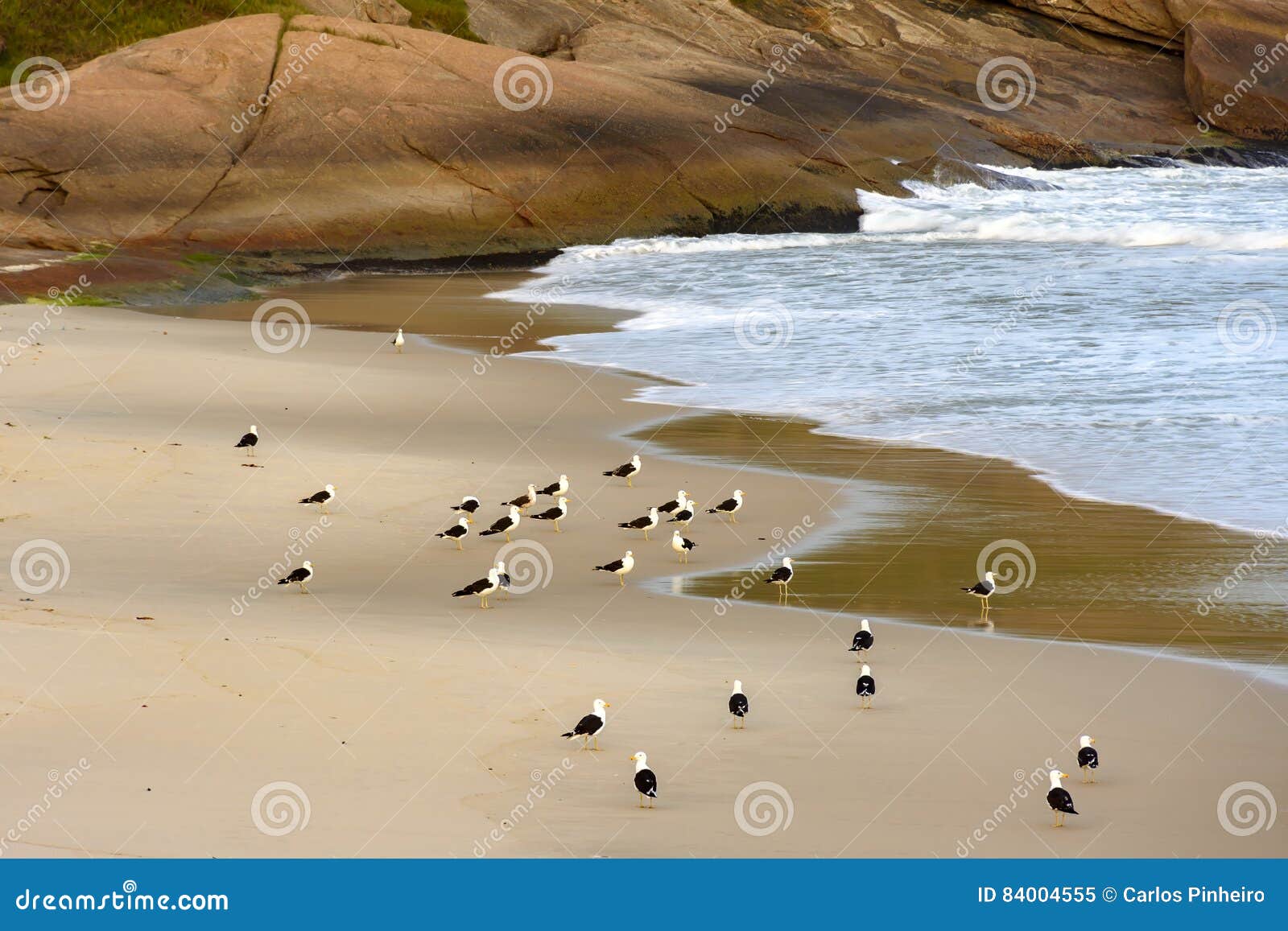 Gulls Lodged at Devil Beach in Ipanema Stock Image - Image of beach ...