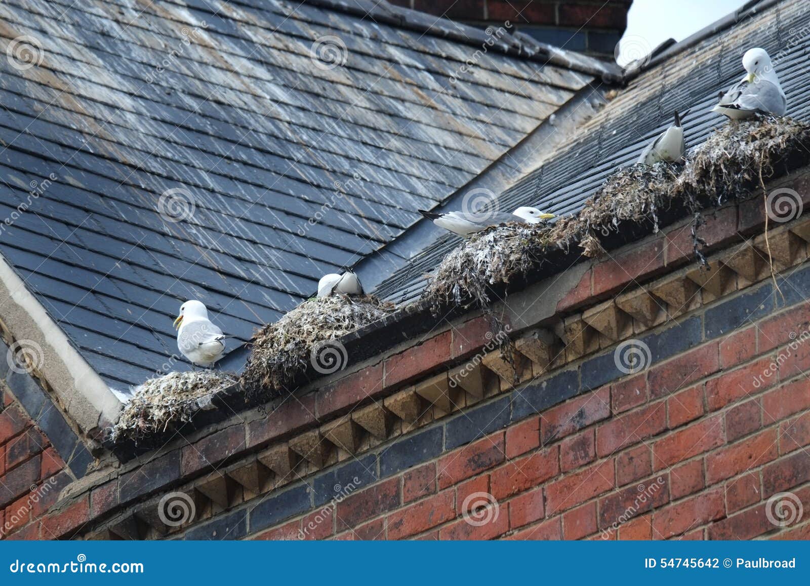 Gulls nesting on building. stock photo. Image of dirt - 54745642