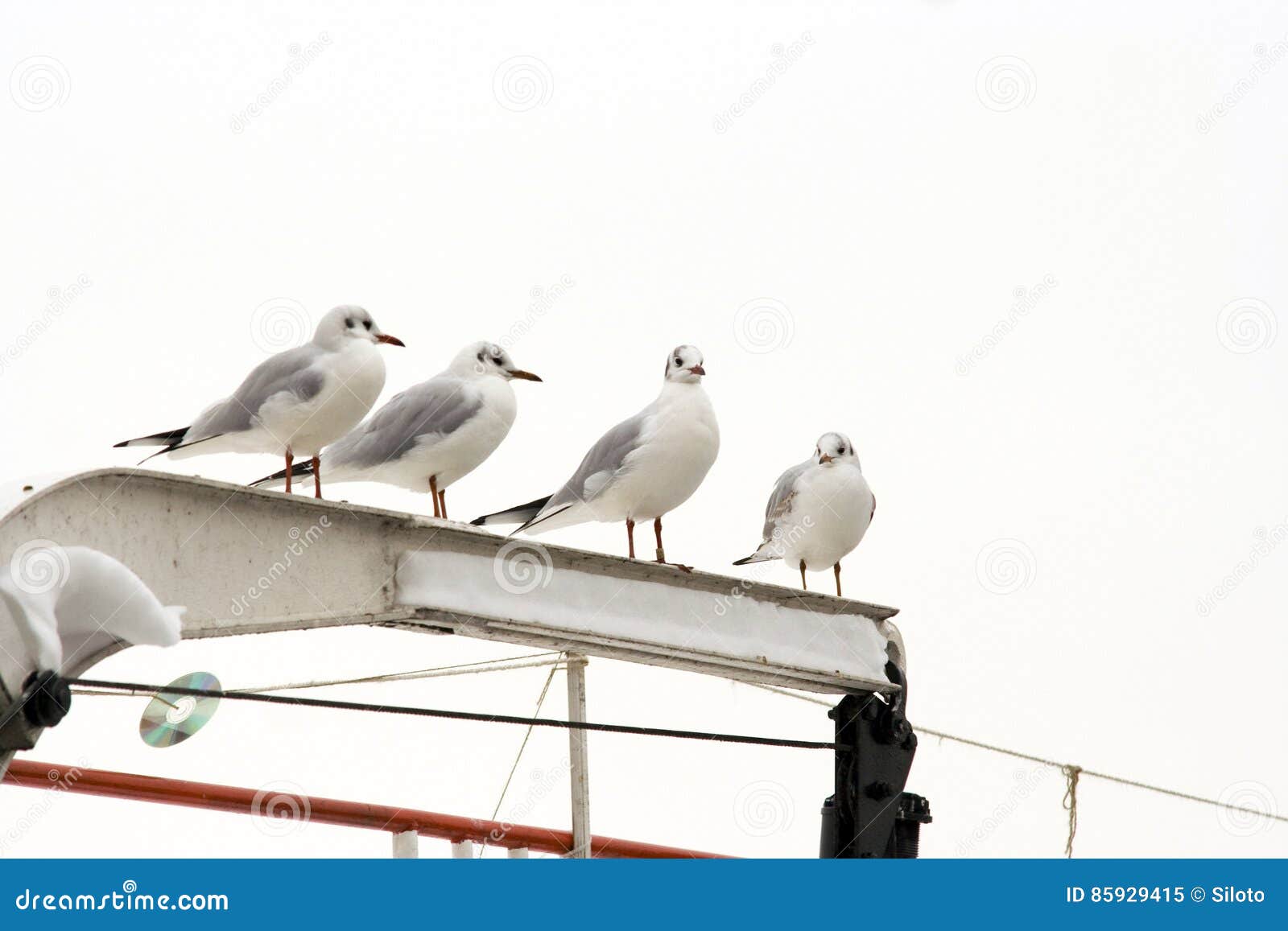 Gulls on the roost stock image. Image of group, hooded - 85929415