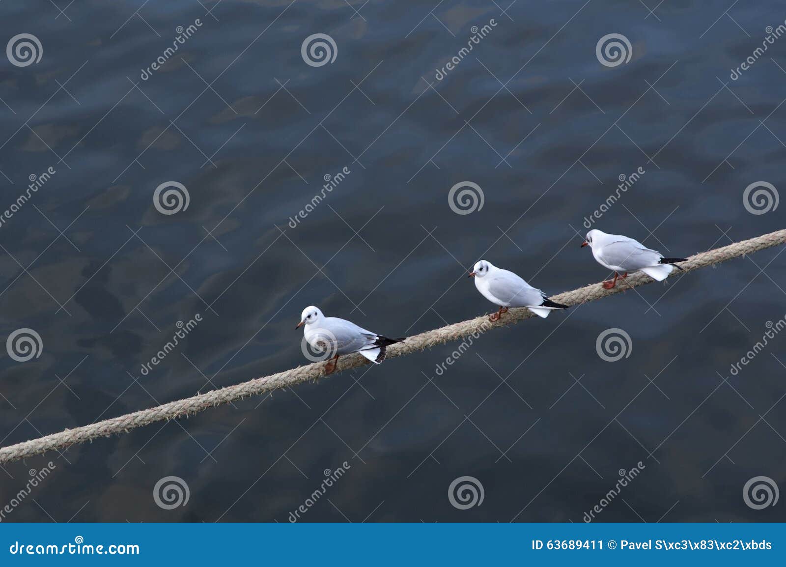 Gulls on a rope stock image. Image of harbor, seabird - 63689411