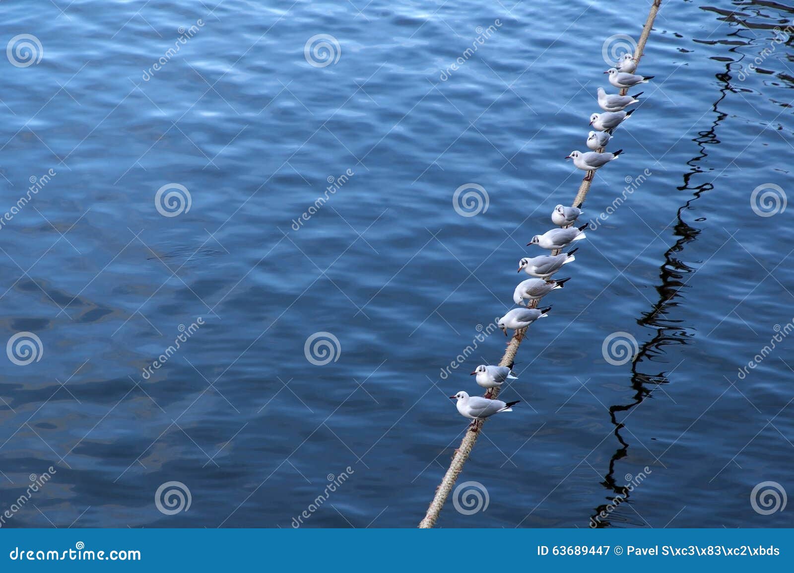 Gulls on a rope stock image. Image of animal, acrobat - 63689447