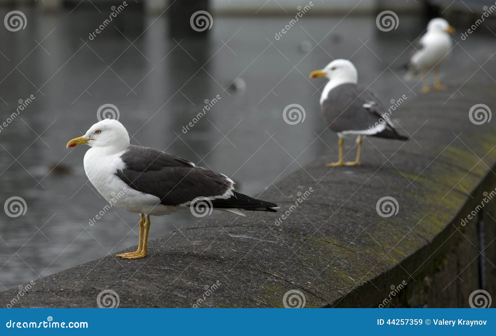 Gulls stock image. Image of fauna, park, gull, city, ecology - 44257359