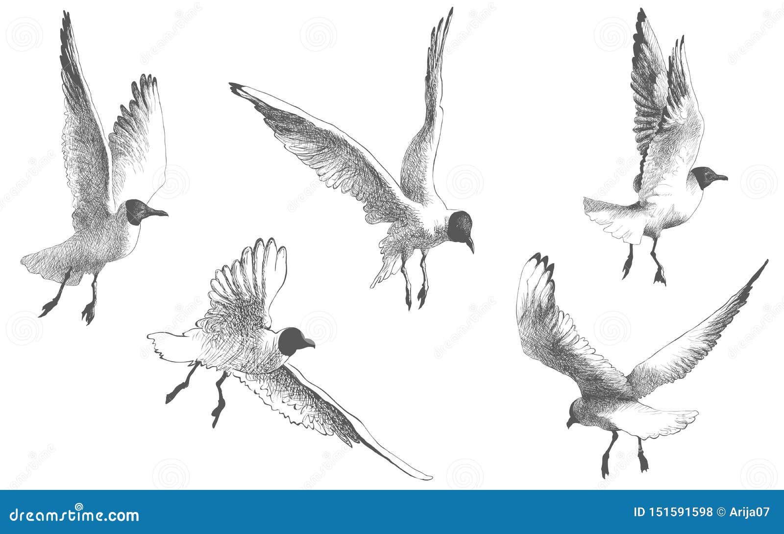 Gulls, Seagulls, Birds Flying On White Background, Vector Illustration ... Gulls, Seagulls, Birds Flying On White Background, Vector Illustration ...