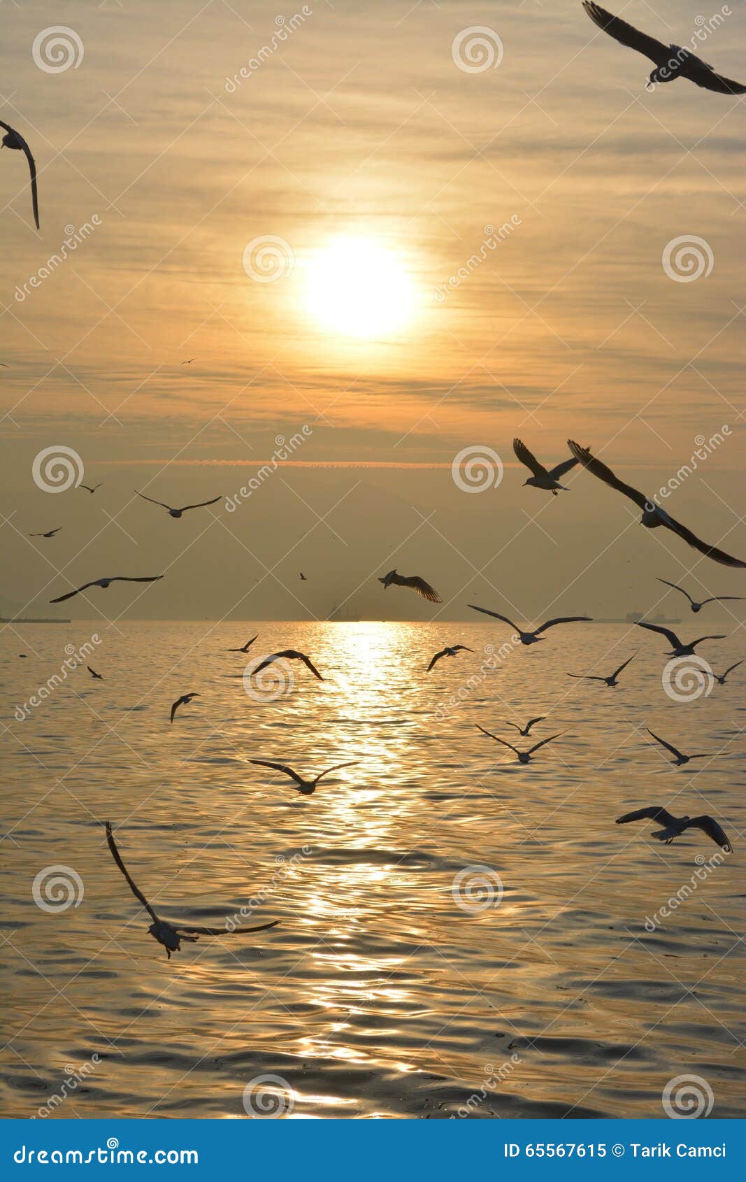 Gulls and sun stock image. Image of pier, sunrise, mountaine - 65567615