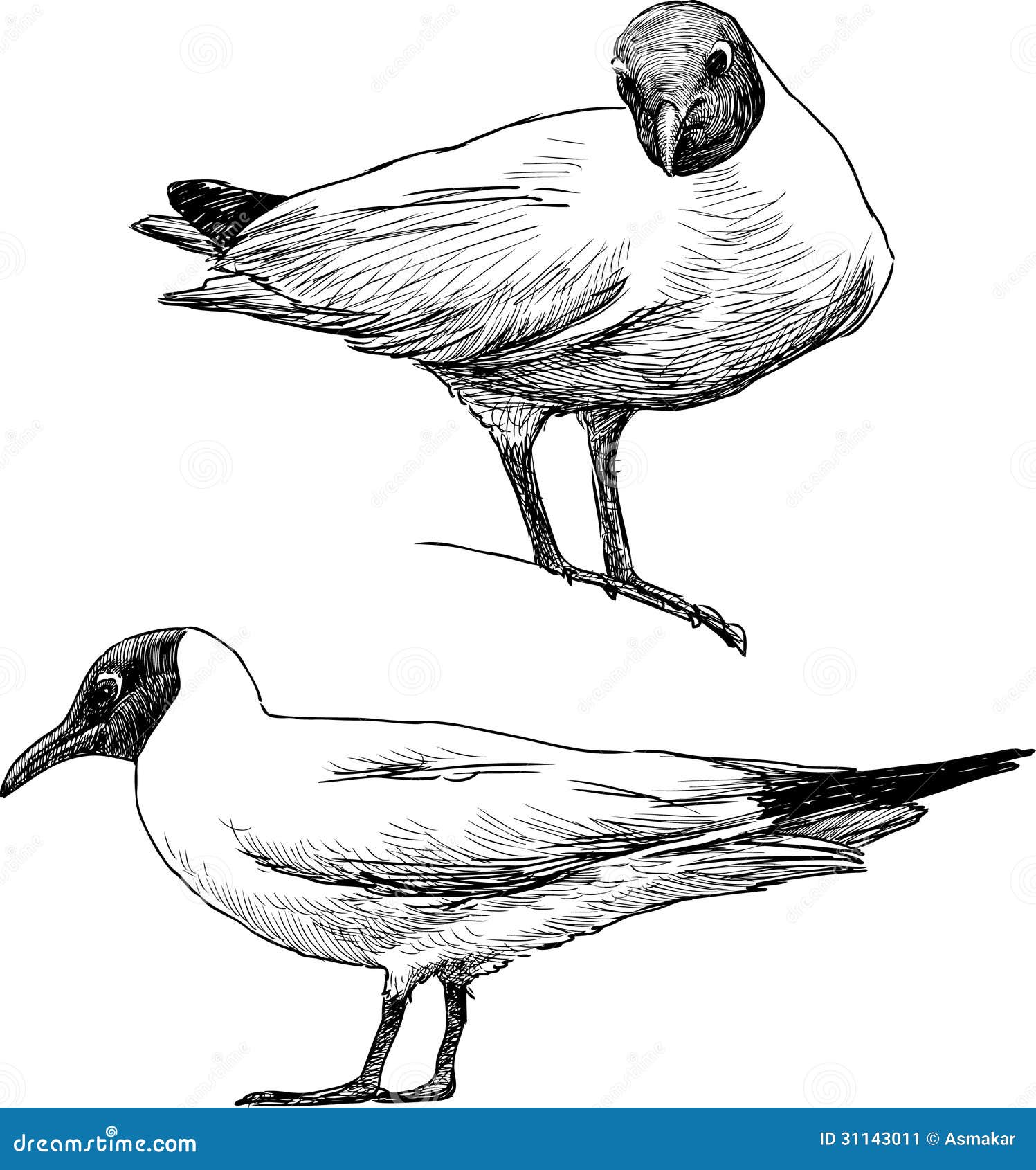 Gulls stock vector. Illustration of fathery, realistic - 31143011