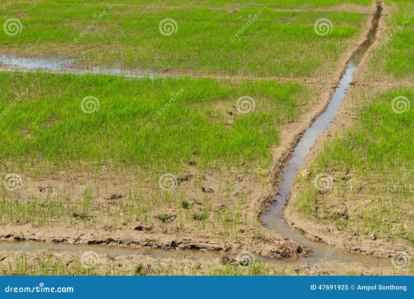 Gully in Young Rice Ready To Growing Stock Image - Image of countryside ...
