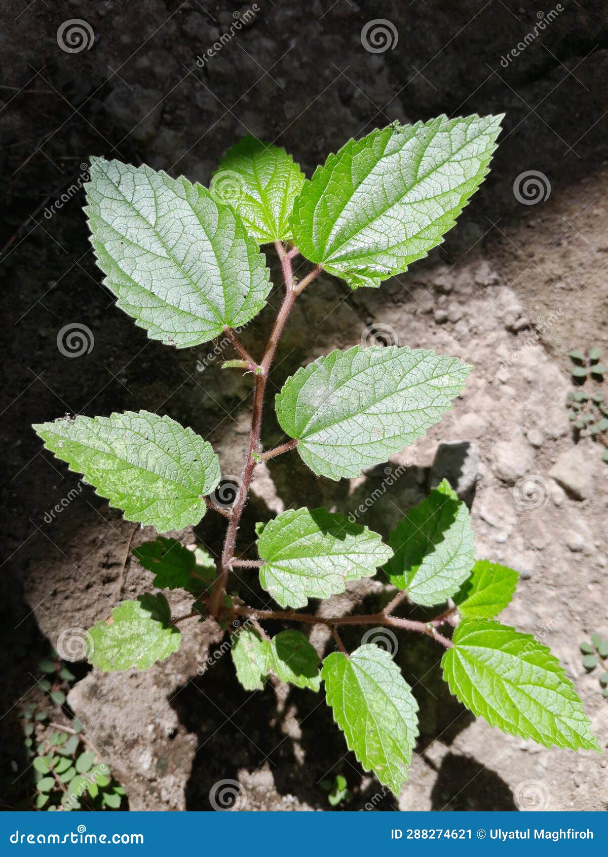 Gulma stock image. Image of leaves, plant, gulma, nature - 288274621
