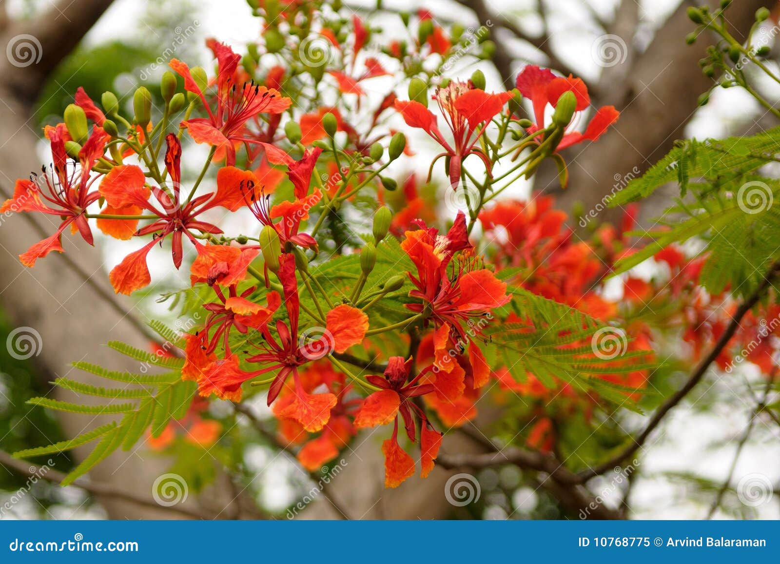 Gulmohar stock image. Image of krishnachura, four, sight - 10768775