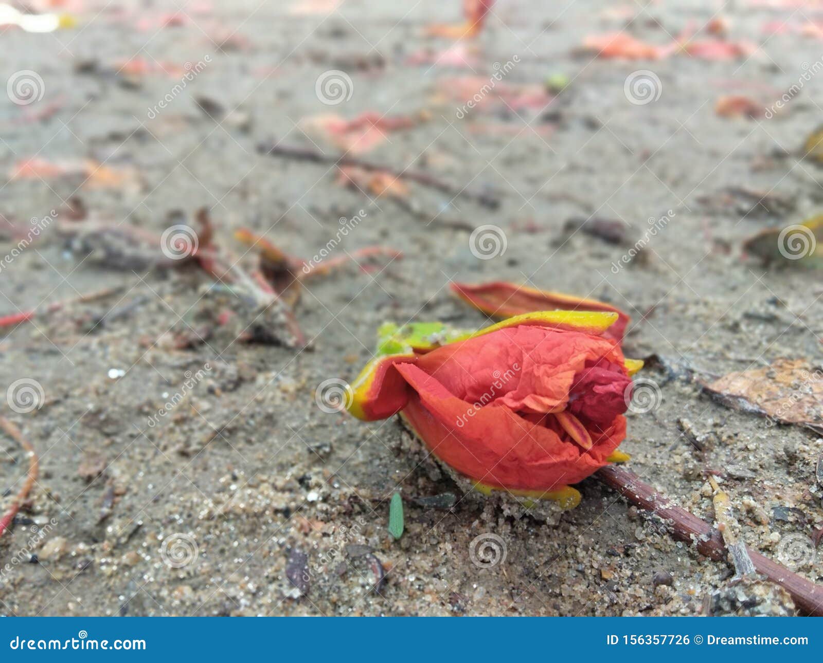 Gulmohar Flower In White Background. A Gulmohar Tree Is An Ornamental ...