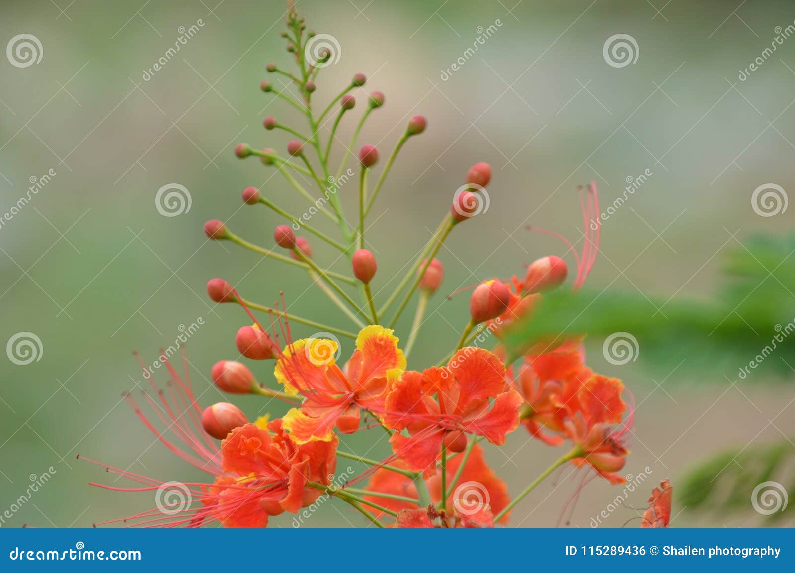 Gulmohar Flower In White Background. A Gulmohar Tree Is An Ornam ...