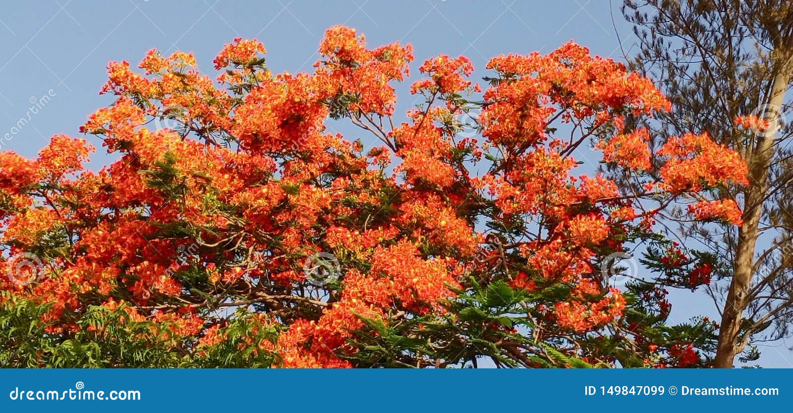 Gulmohar flower stock image. Image of flower, cooler - 149847099