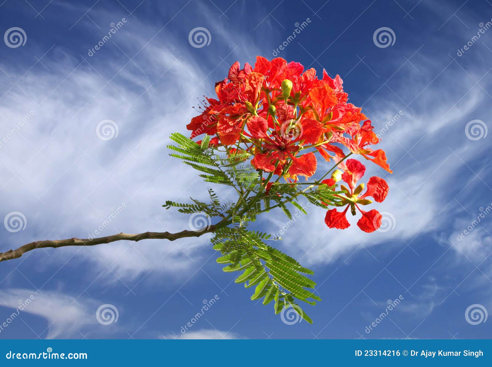 Gulmohar Flowers on Beautiful Clear Sky Stock Photo - Image of beauty ...