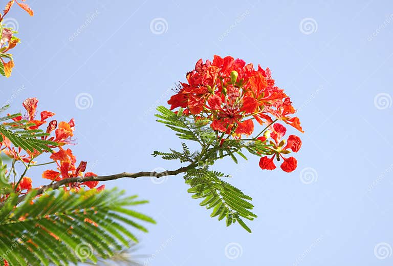 Gulmohar Flowers on Blue Sky Stock Image - Image of bright, display ...
