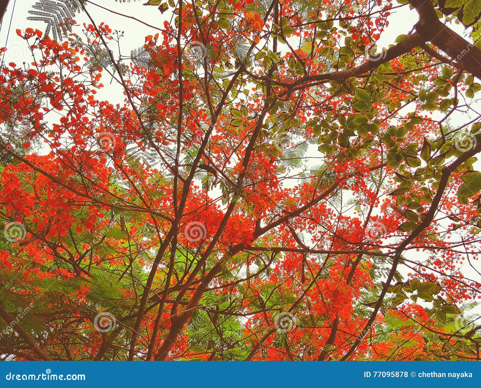 Gulmohar red flowers stock photo. Image of gulmohar, flowers - 77095878