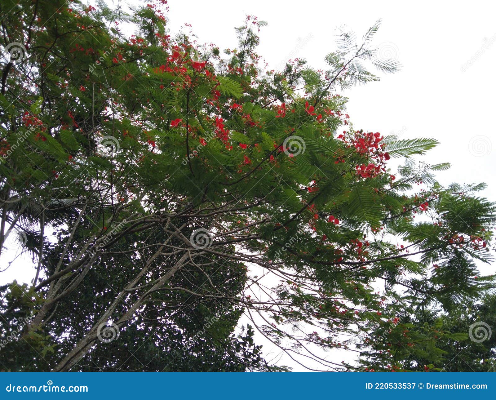 Gulmohar tree stock image. Image of tree, streettreeinindia - 220533537