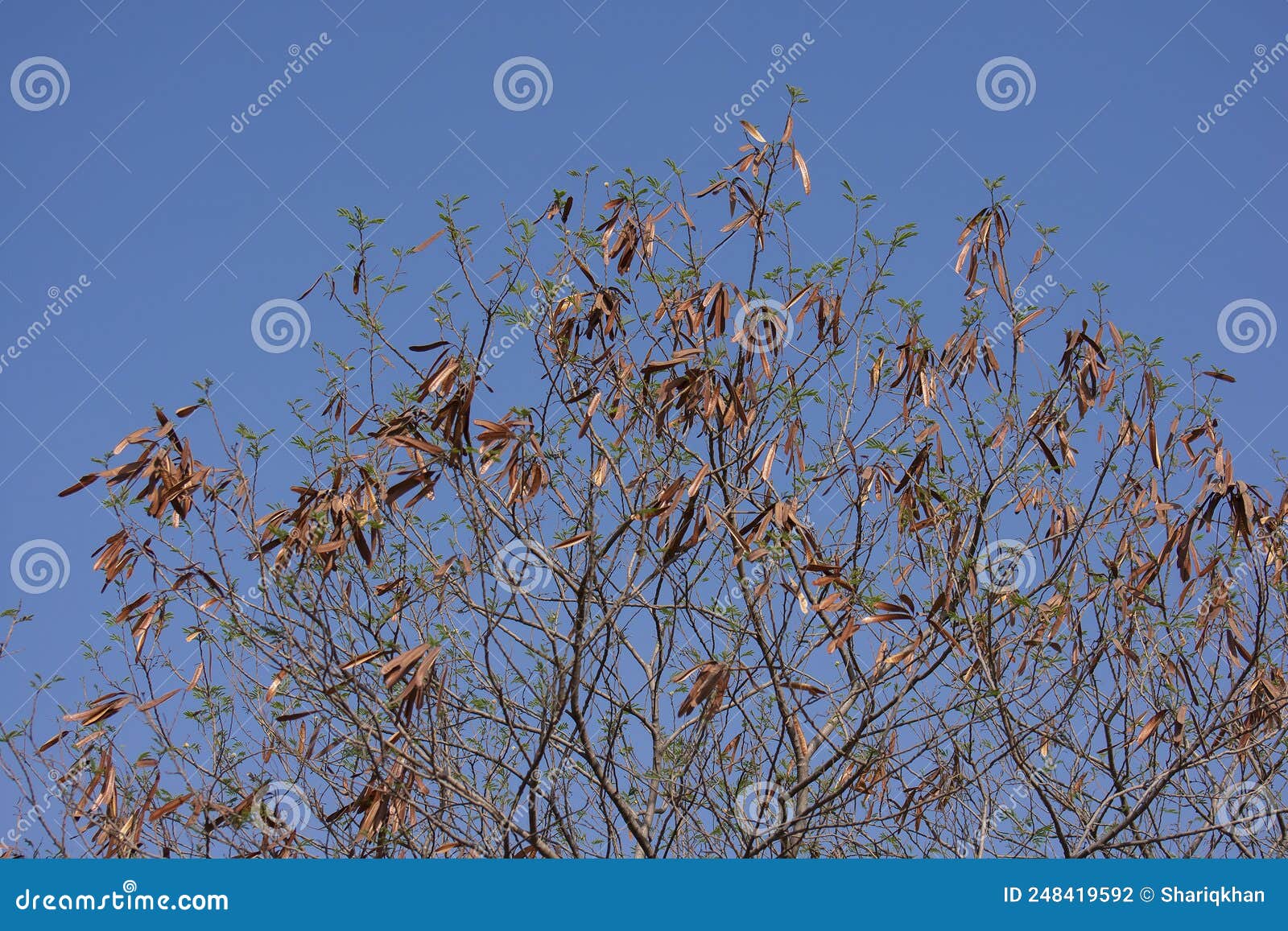 Gulmohar Tree with Seedpods in the Forest Stock Photo - Image of indian ...