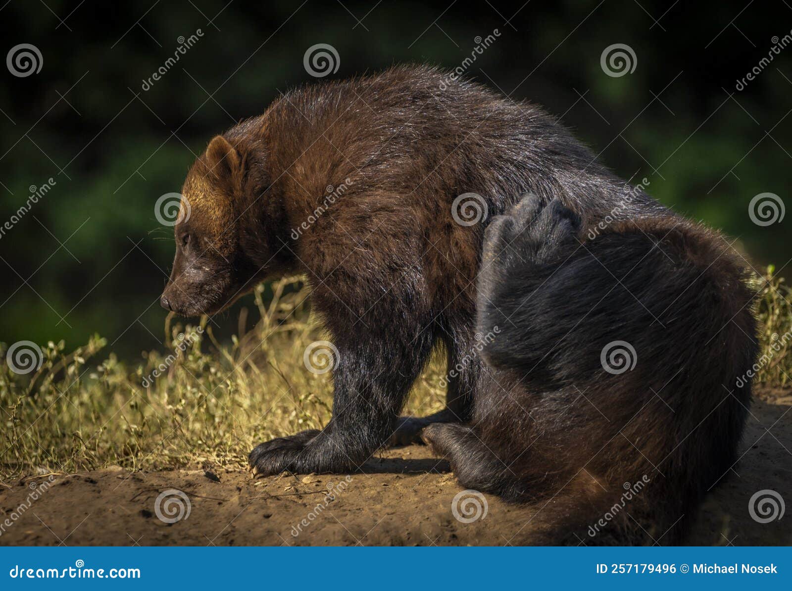 Gulo Gulo Animal in Autumn Nice Sunny Morning Stock Photo - Image of ...