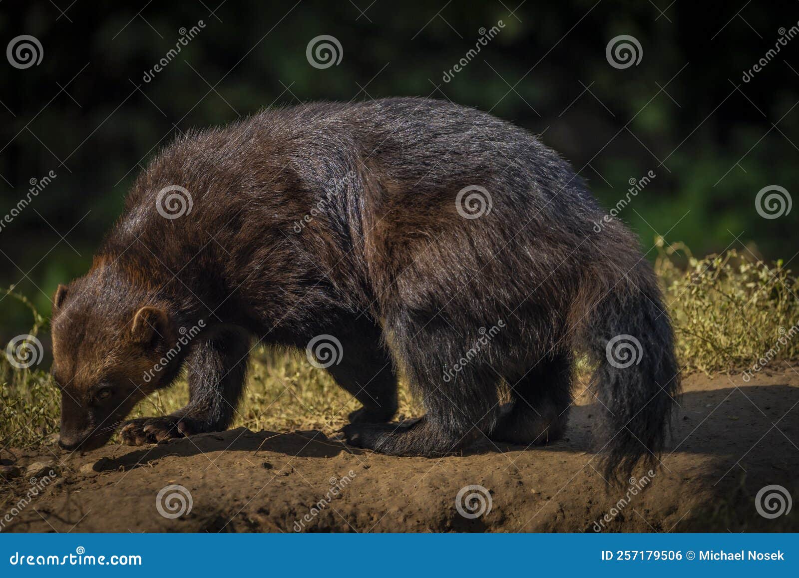 Gulo Gulo Animal in Autumn Nice Sunny Morning Stock Photo - Image of ...