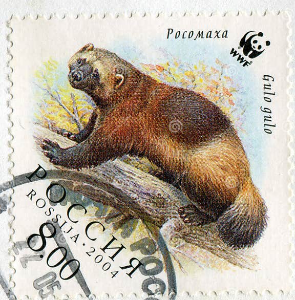 Gulo stock image. Image of environment, 2004, ground - 297083165