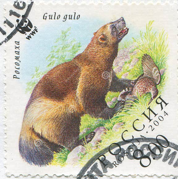 Gulo stock photo. Image of russia, flora, ground, feather - 297083184