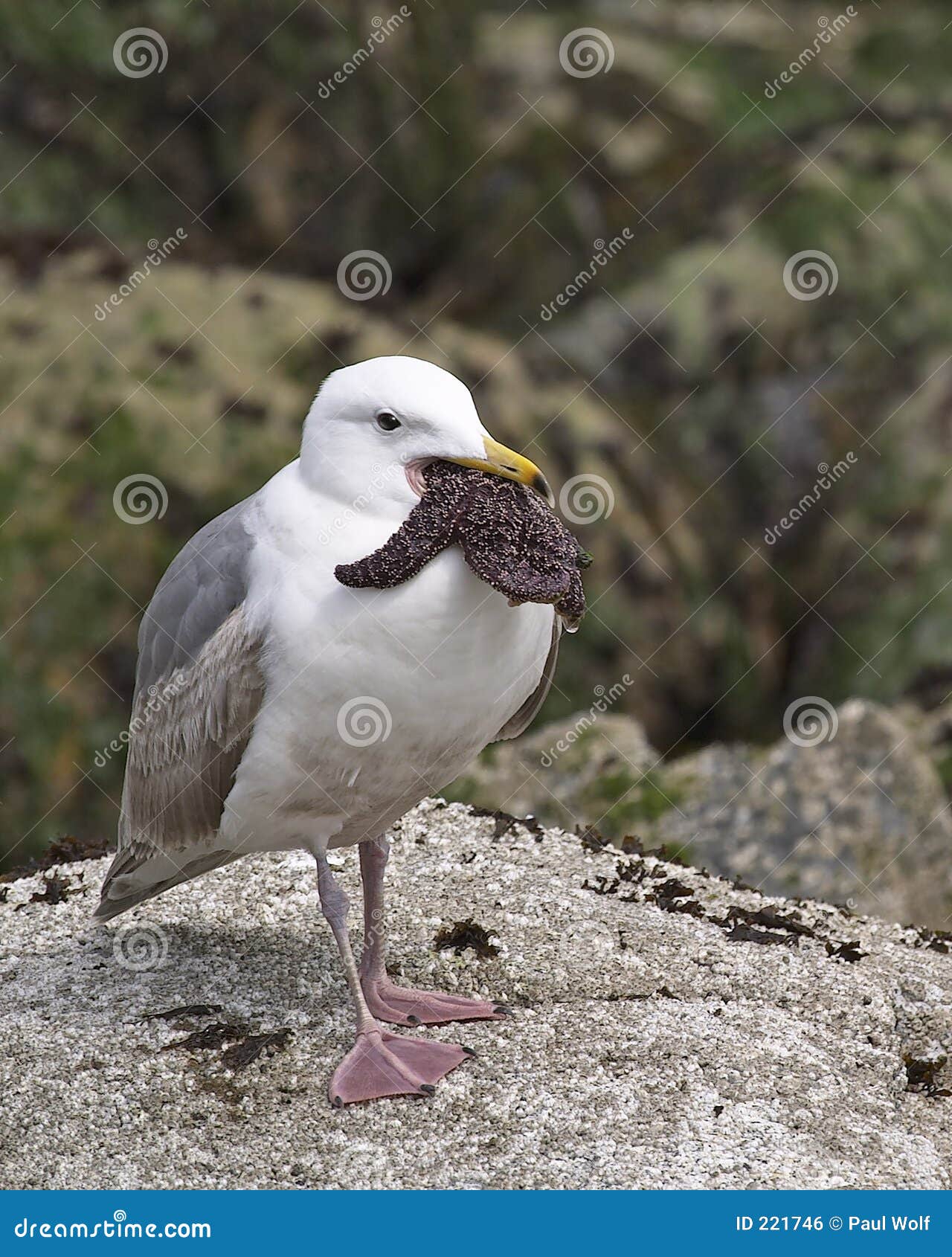 Gulp stock photo. Image of ocean, eating, seagull, coast - 221746