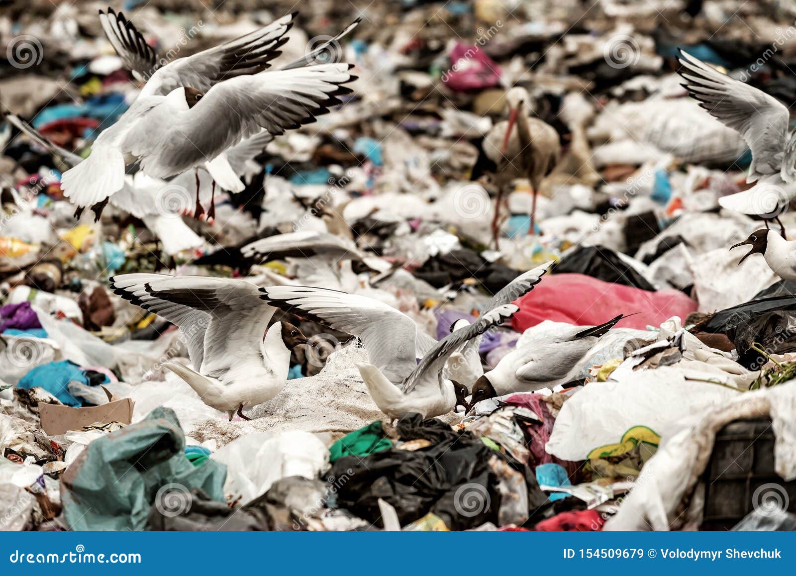 Guls on the garbage stock image. Image of concepts, cardboard - 154509679