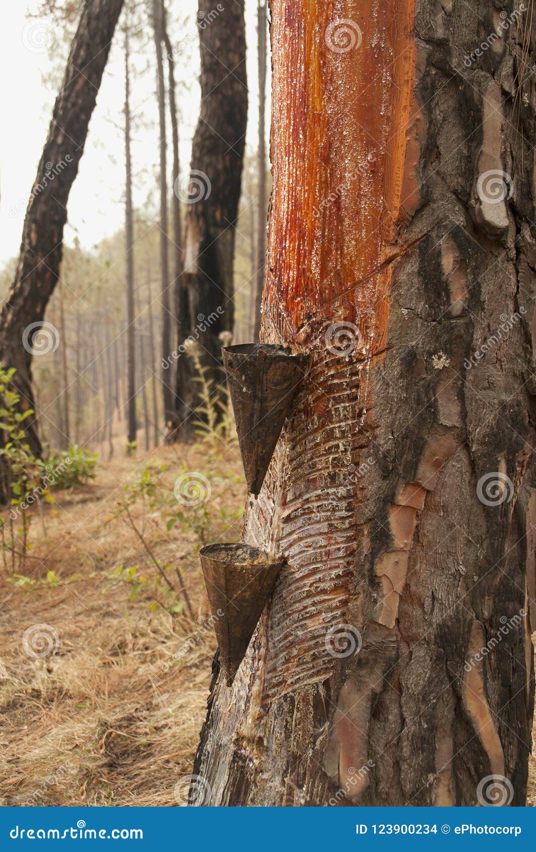 Gum is Being Extracted from Pine Tree. Almora District, Uttarakhand ...