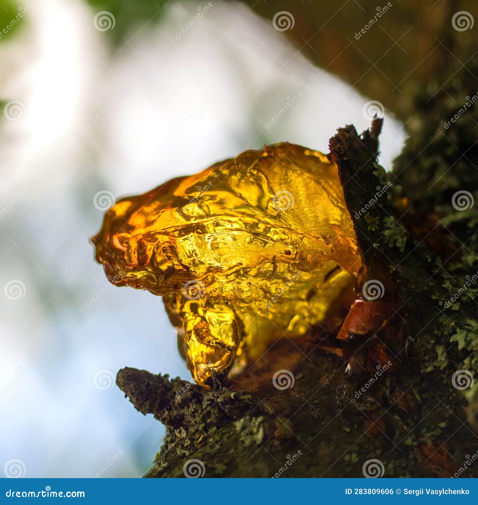 Gum Close-up. Congealed Sticky Juice of a Fruit Tree Stock Photo ...