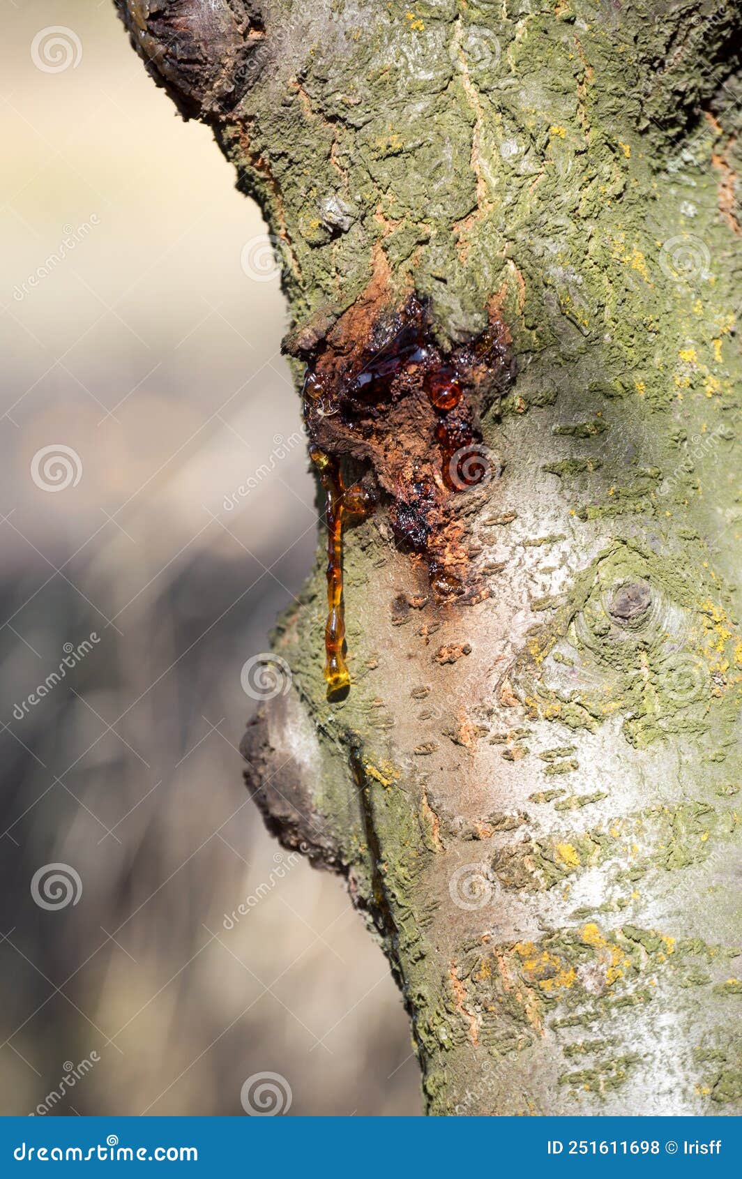 Gum on Damaged Bark of Apricot Tree. Gum Treatment Stock Photo - Image ...