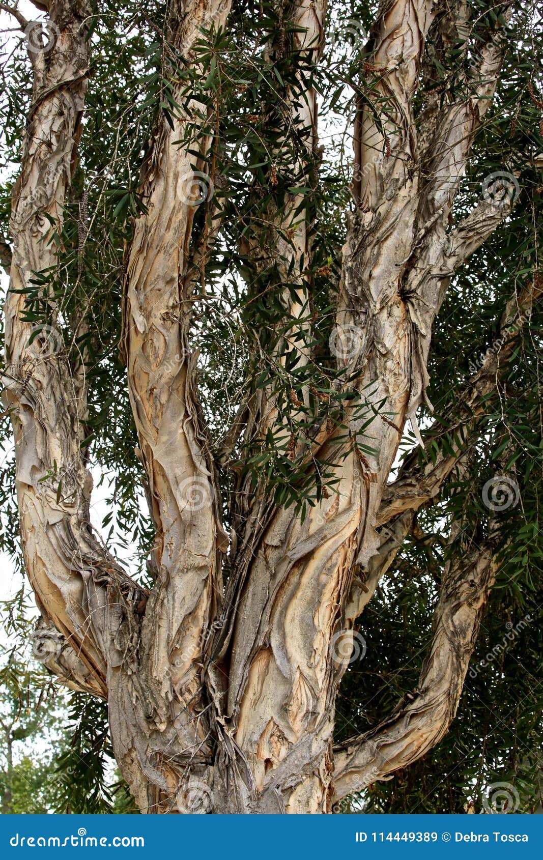 Gum eucalyptus tree trunk stock image. Image of eucalyptus - 114449389