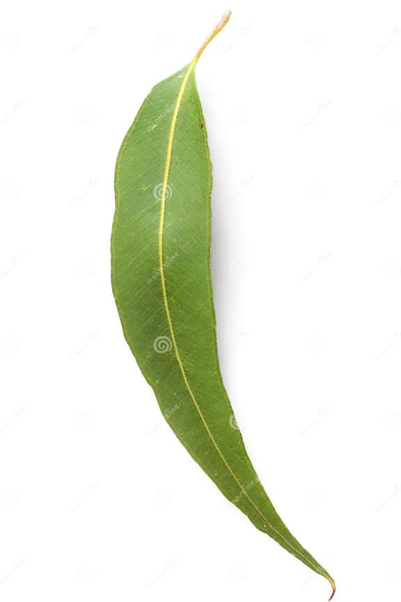 Gum Leaf stock photo. Image of eucalyptus, closeup, australian - 2665038