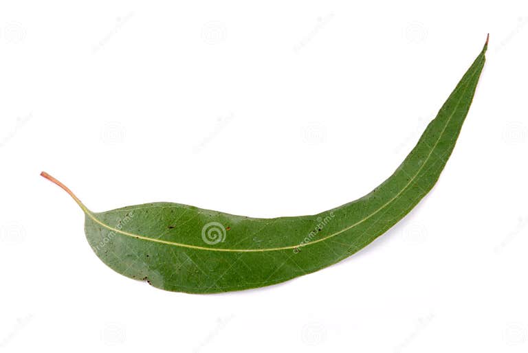 Gum leaf stock photo. Image of conservation, close, ecology - 8780262