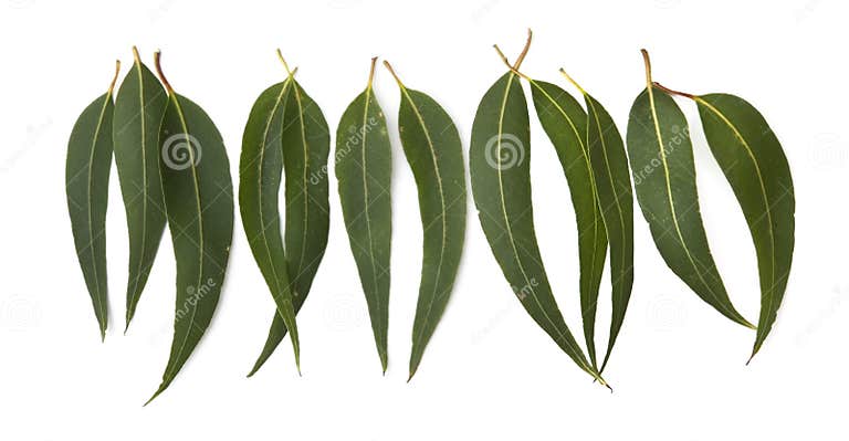 Gum Leaf Border stock photo. Image of background, australia - 14857174