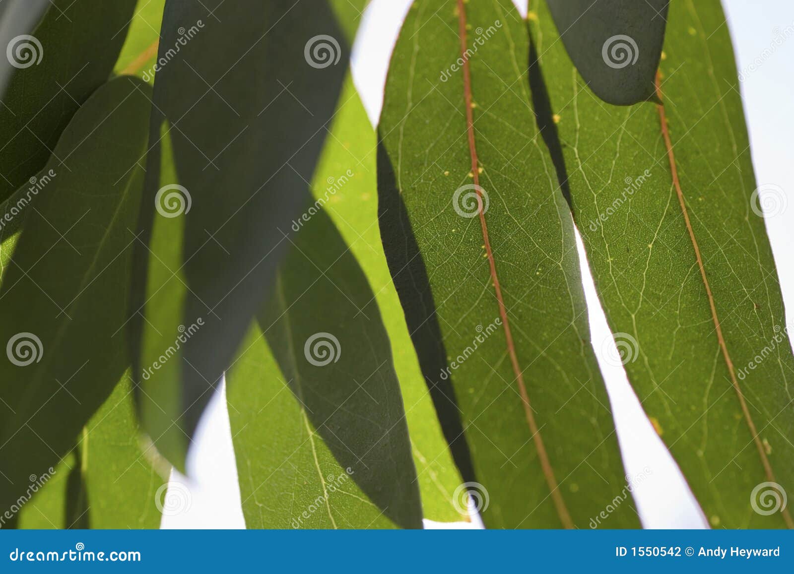 Gum Leaves stock photo. Image of light, green, shadow - 1550542