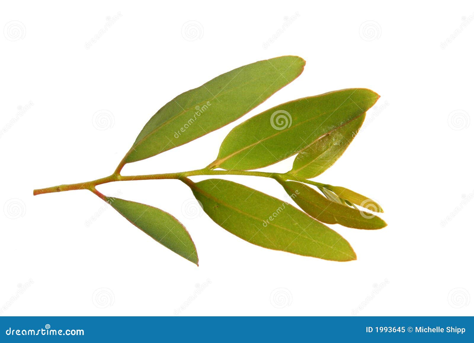Gum leaves stock image. Image of tree, botanical, branch - 1993645