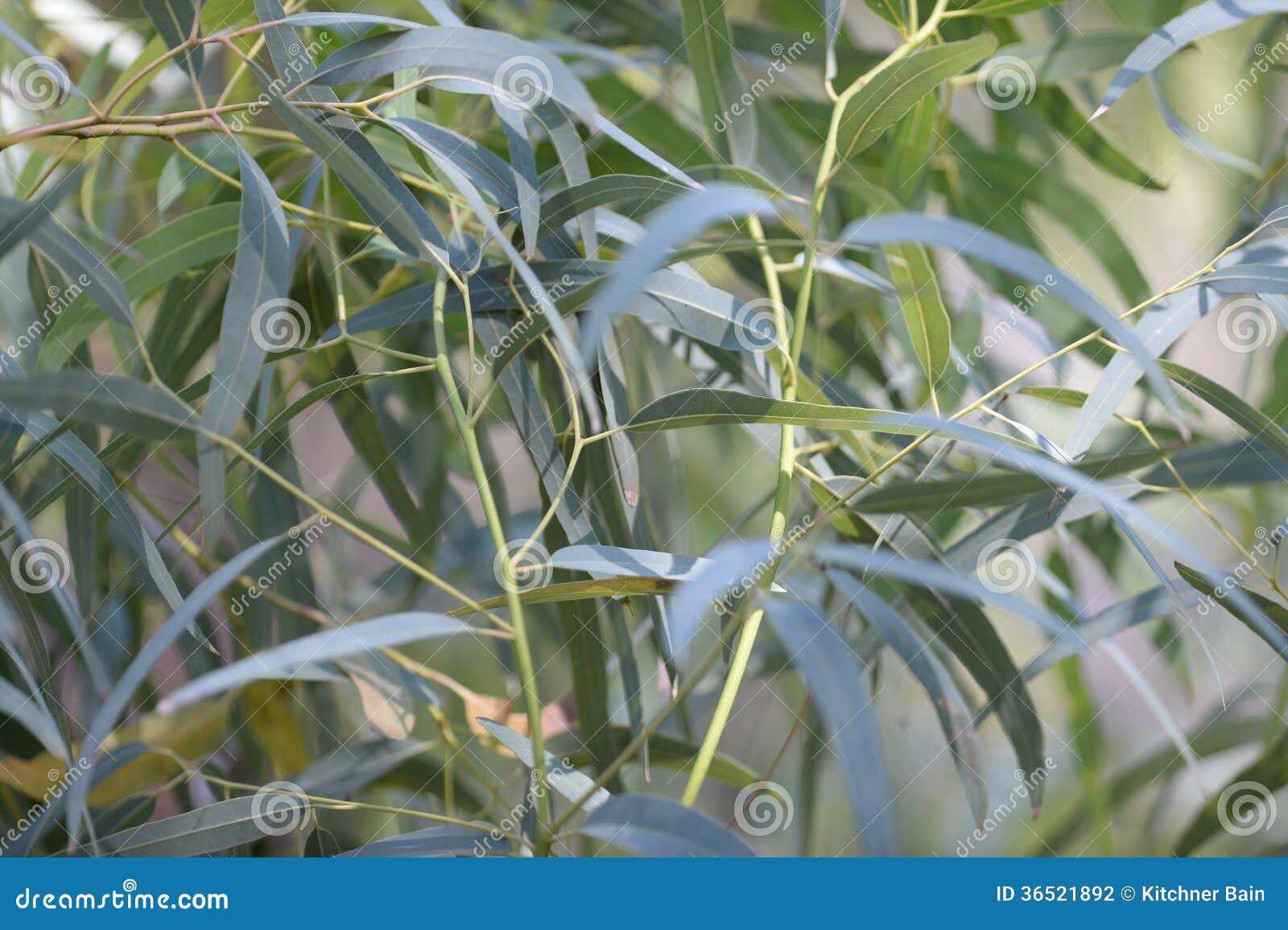 Gum Leaves Stock Photography - Image: 36521892