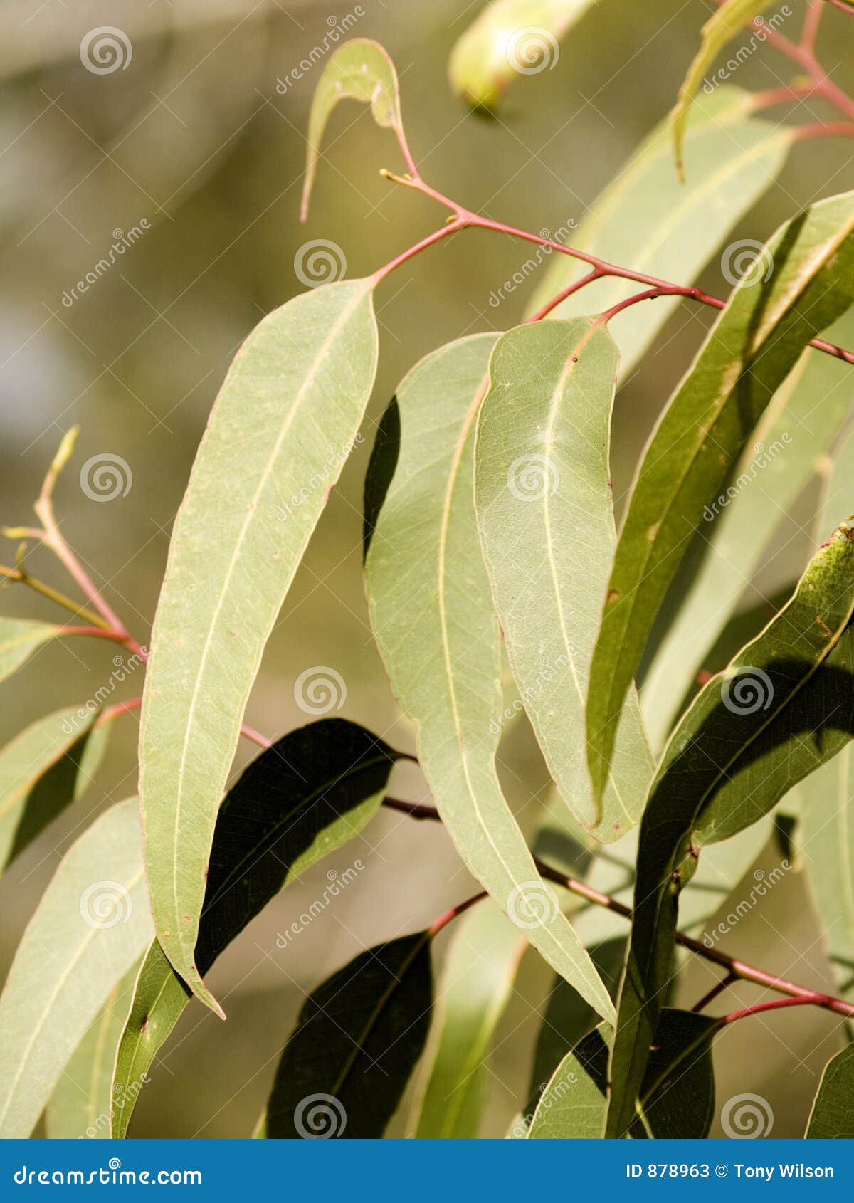 Gum leaves stock image. Image of leaves, color, trees, flora - 878963