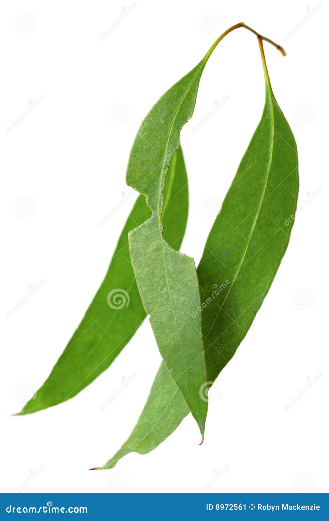 Gum Leaves stock image. Image of macro, differential, three - 8972561