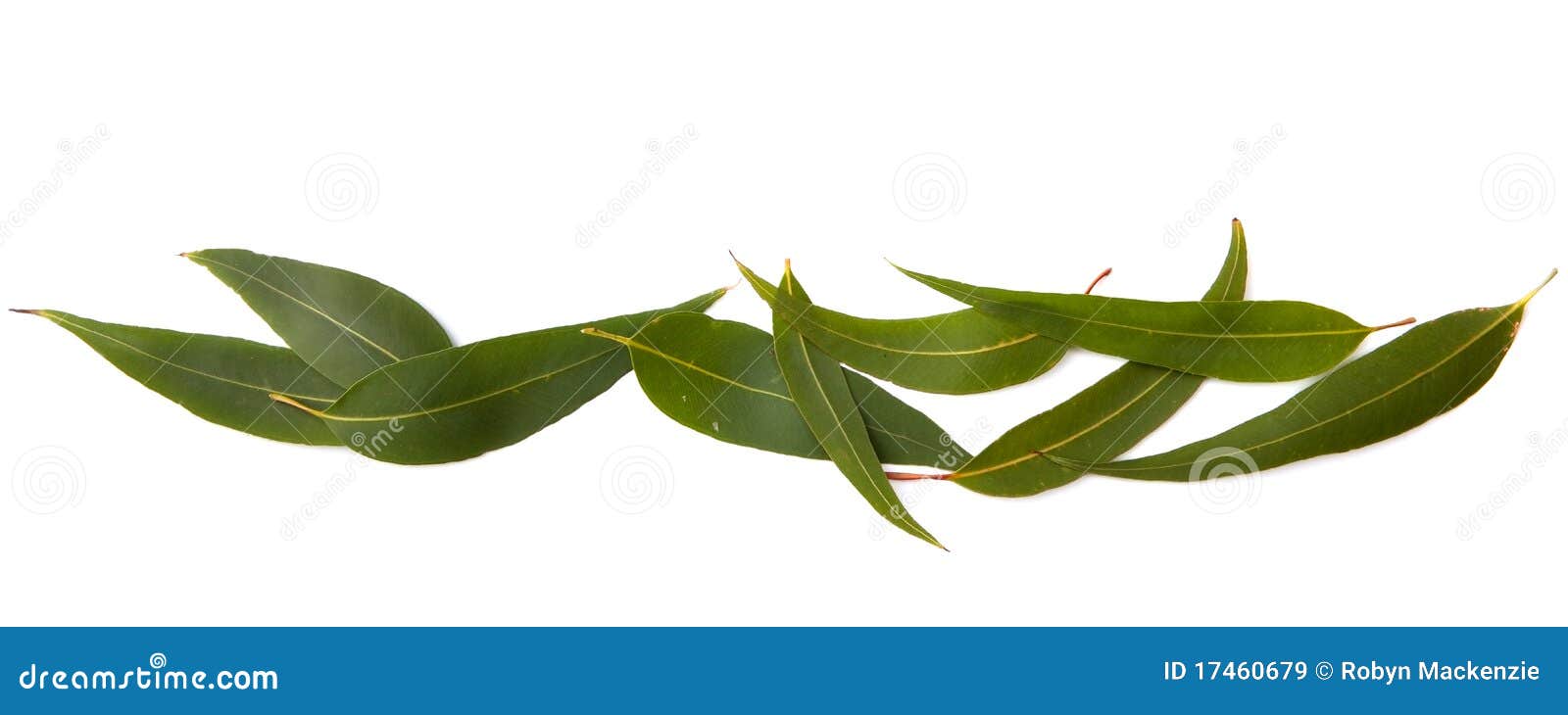 Gum Leaves Border stock image. Image of isolated, leaf - 17460679