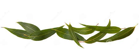 Gum Leaves Border stock image. Image of isolated, leaf - 17460679