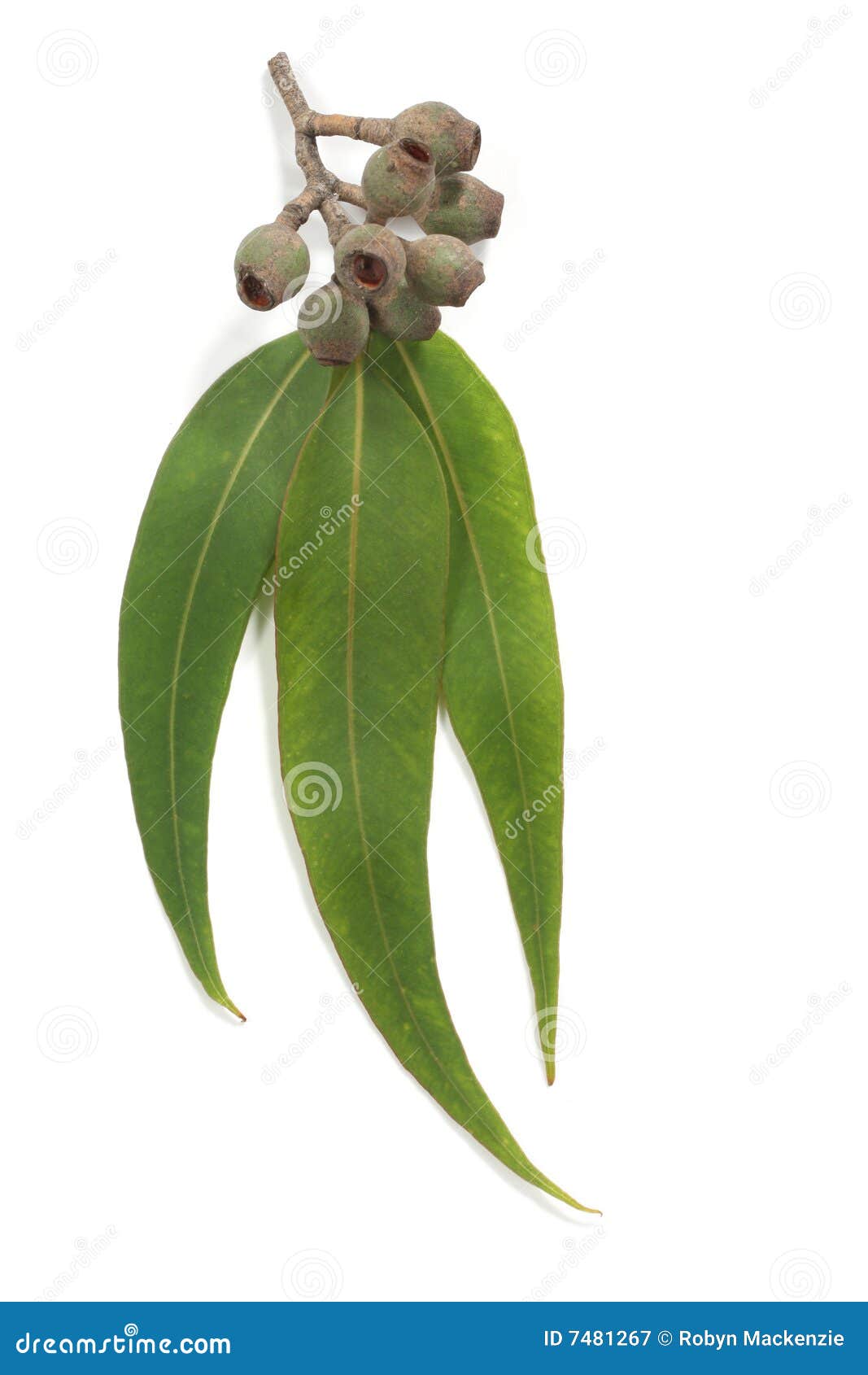 Clipart gum leaves