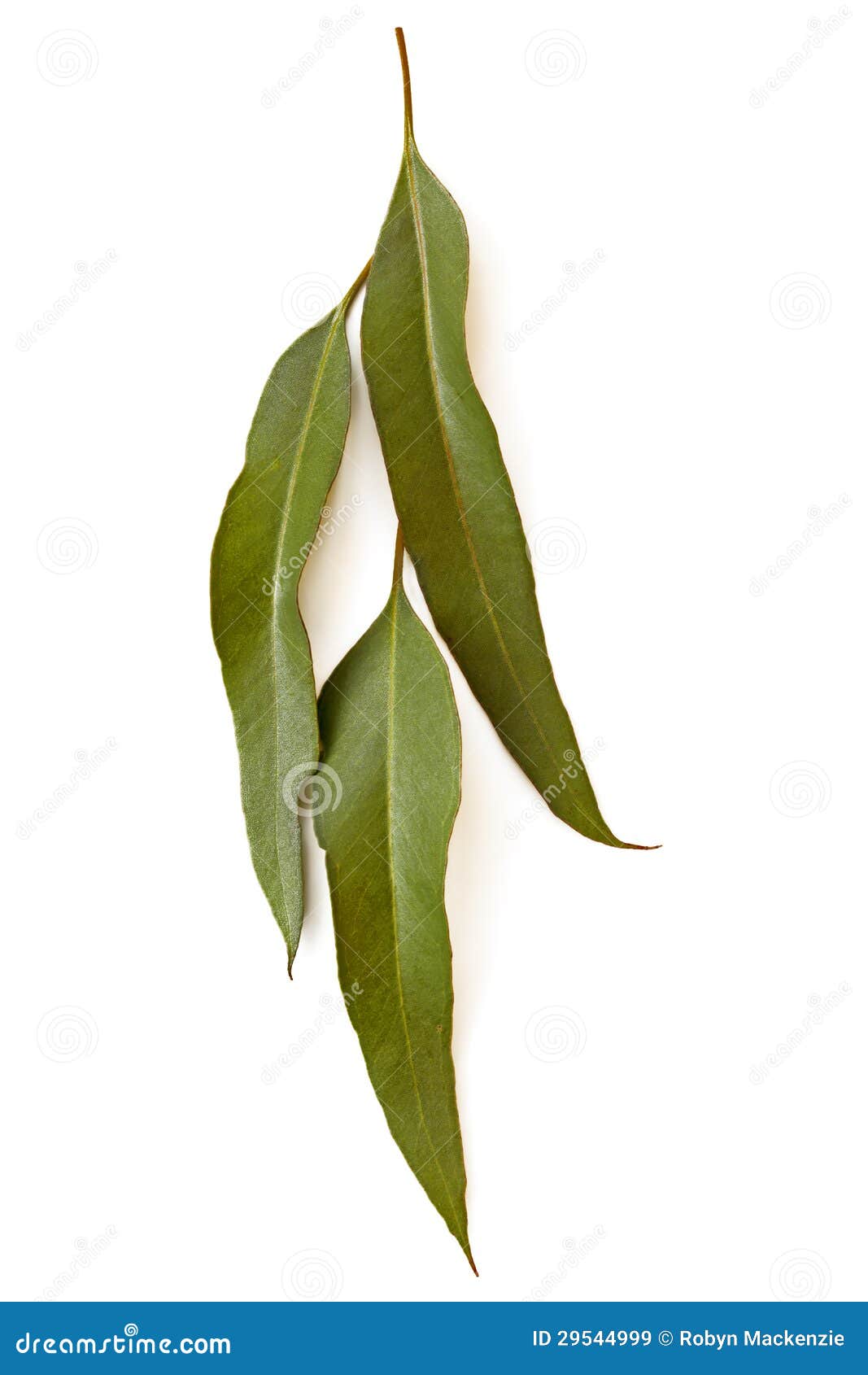 Gum Leaves Isolated stock image. Image of shadow, three - 29544999