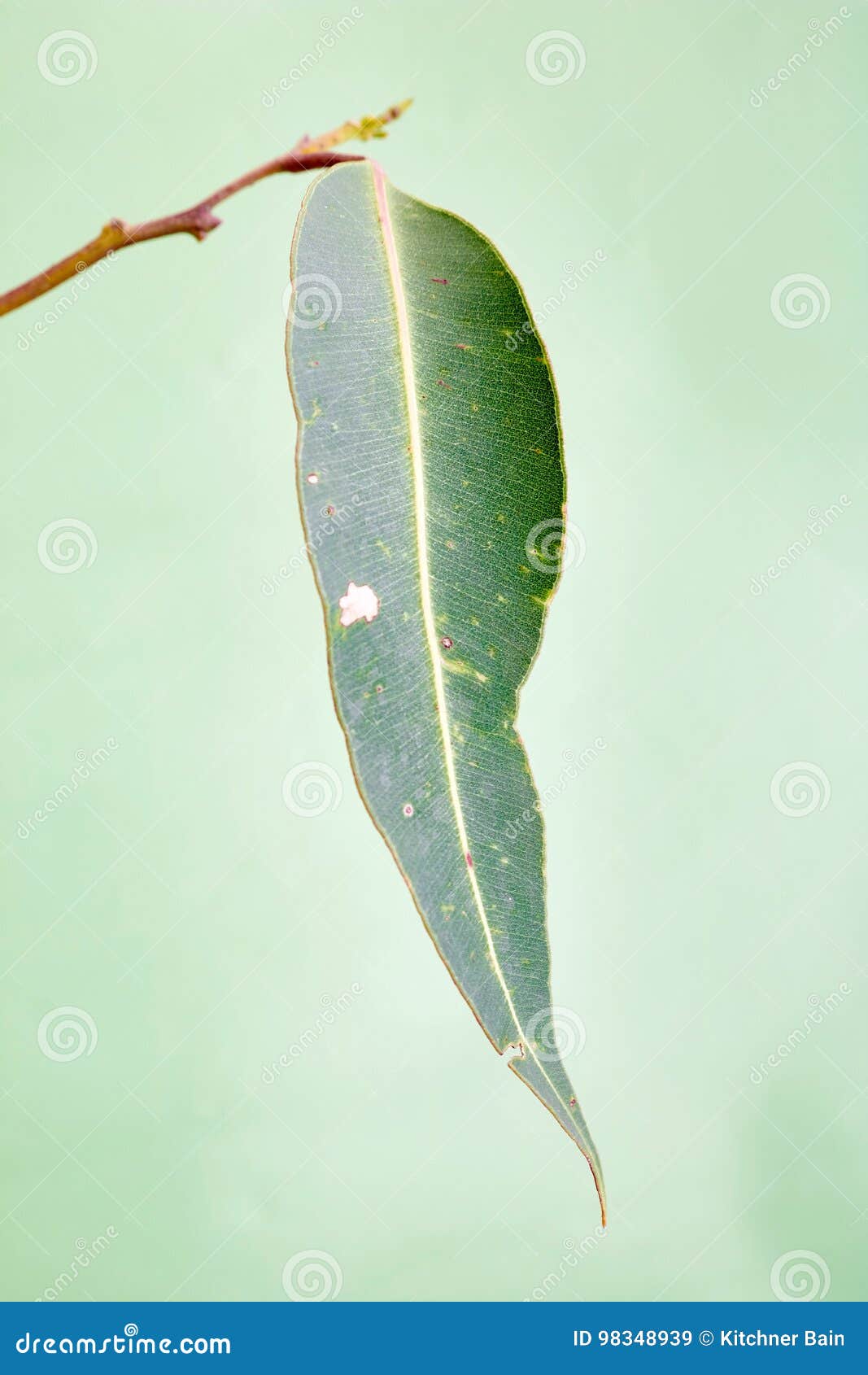 Gum Leaves stock image. Image of brown, objects, isolated - 98348939